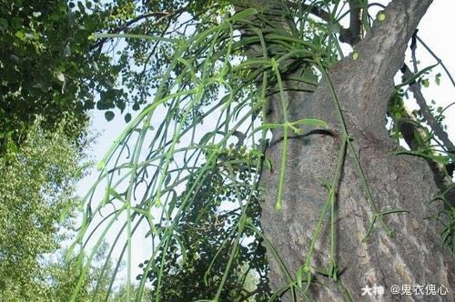 振翅灌木 振翅灌木 (Flutterby bush)是一种会_哈利波特魔法觉醒 | 大神