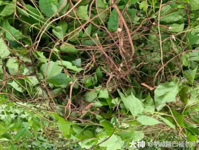草药学引导_哈利波特魔法觉醒 | 大神