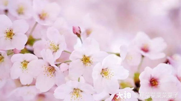 春日，樱花还有你 钢琴独奏 乐谱分享 天谕手游 大神